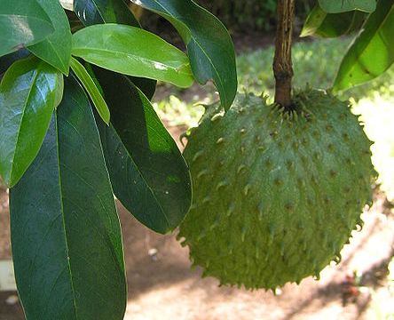 Is soursop a neurotoxin?