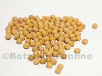 Is soy bean toxic?