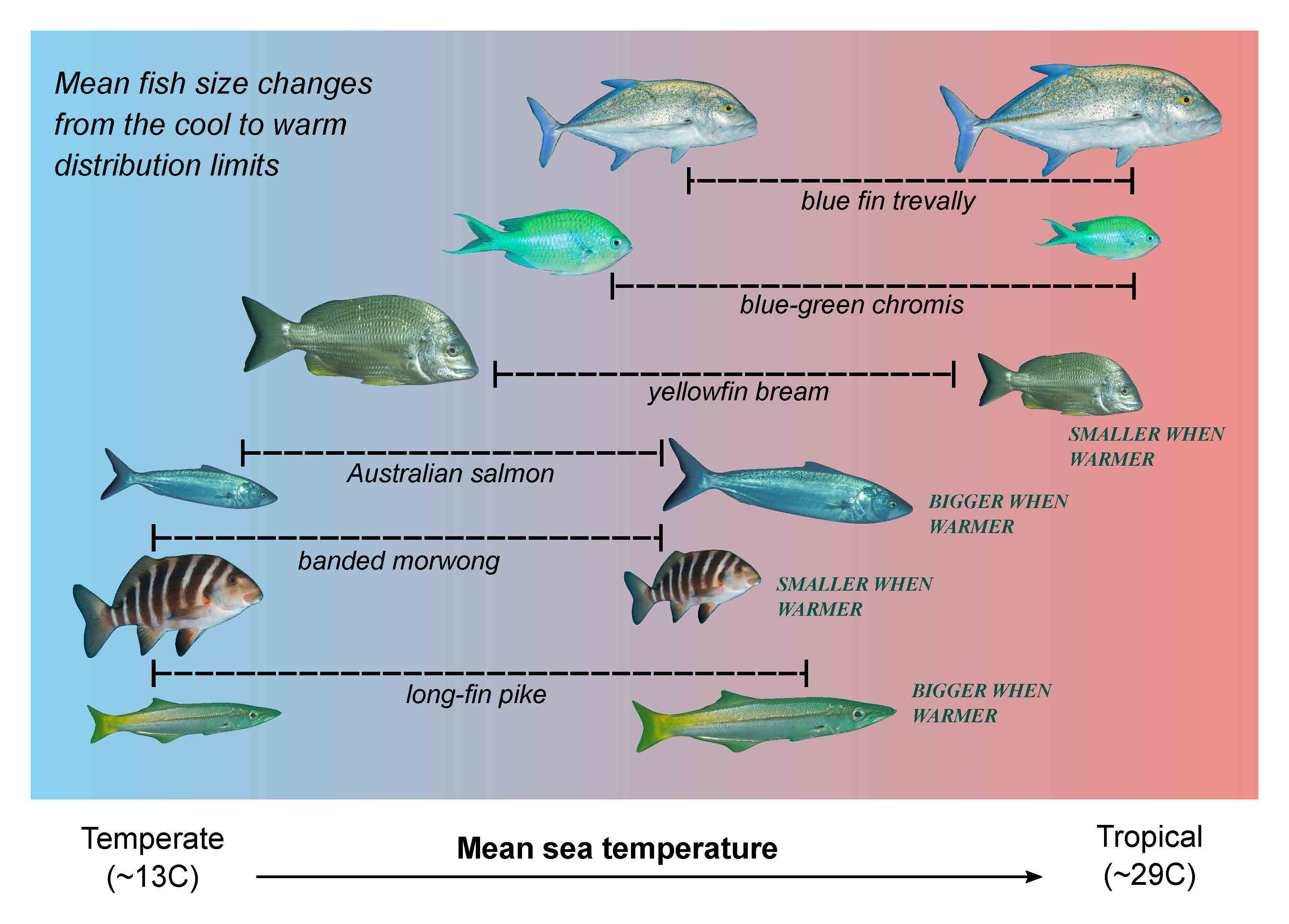 Is temperature related to the size of fish?