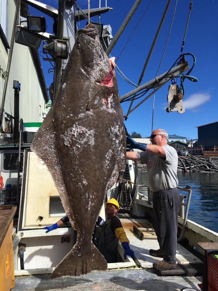 Is there a size limit on halibut in Alaska?