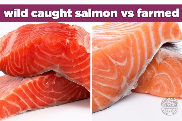 Is there an ethical way to eat salmon?