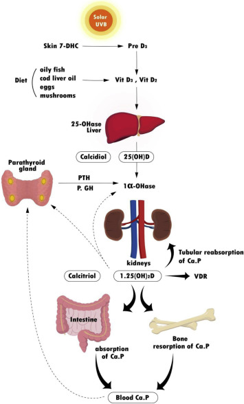 Is there anything that interferes with vitamin D absorption?