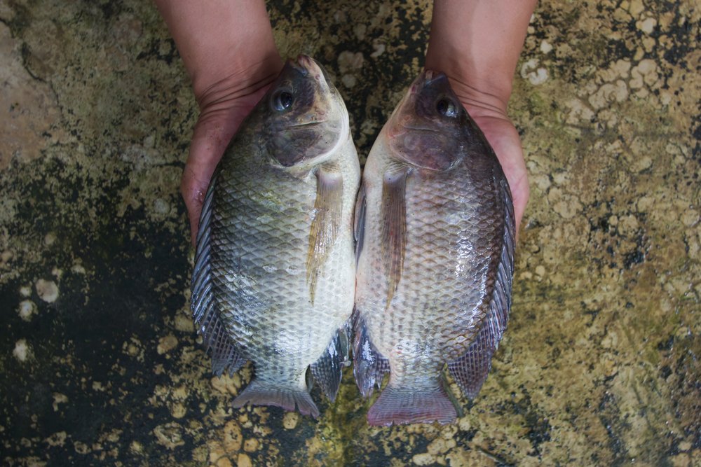 Is tilapia fresh or farmed?