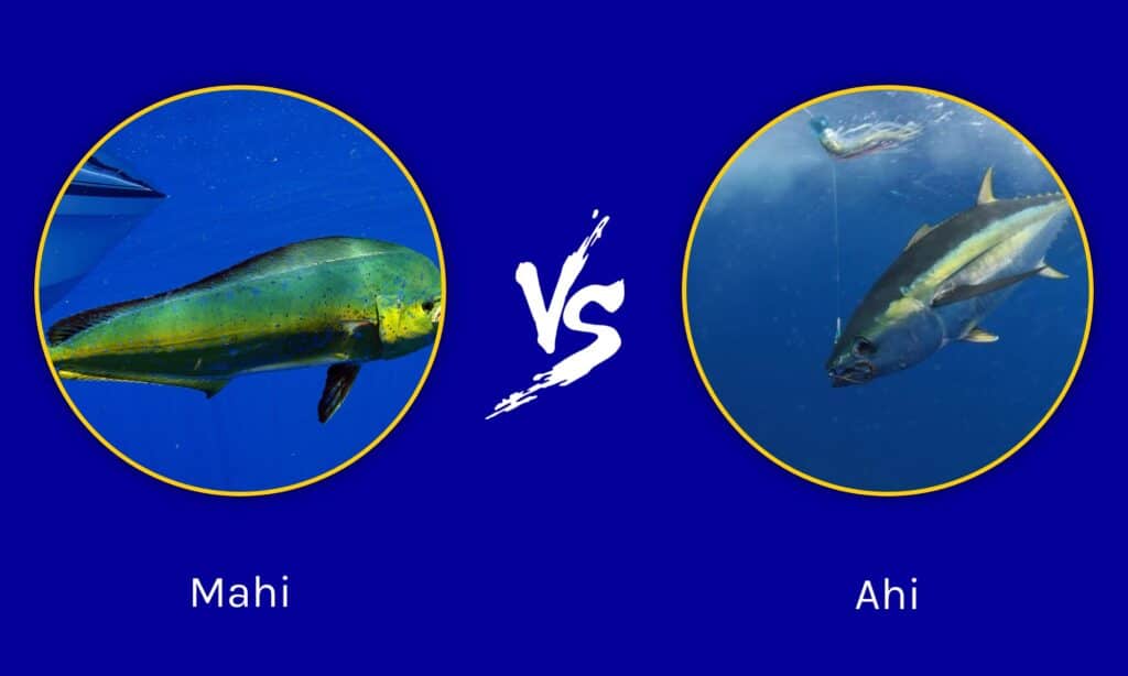 Is tuna and mahi mahi the same?