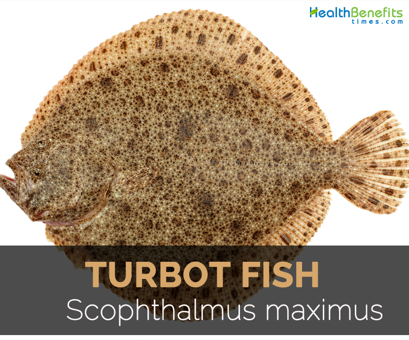 Is turbot a healthy fish to eat?