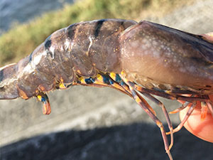 Is white spot on prawns harmful to humans?