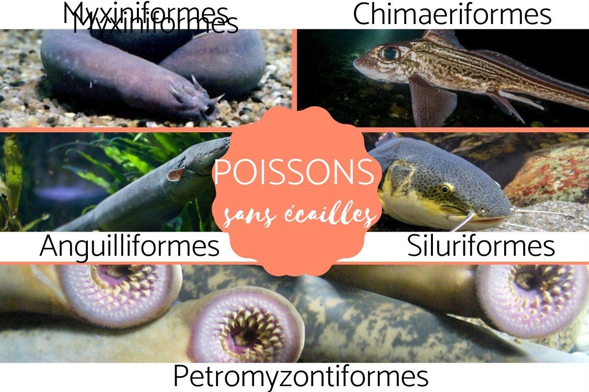 Quels sont les poissons sans écailles ?
