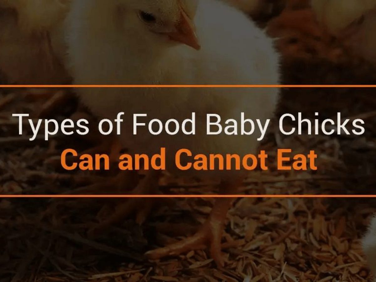 Should 5 day old chicken eat?