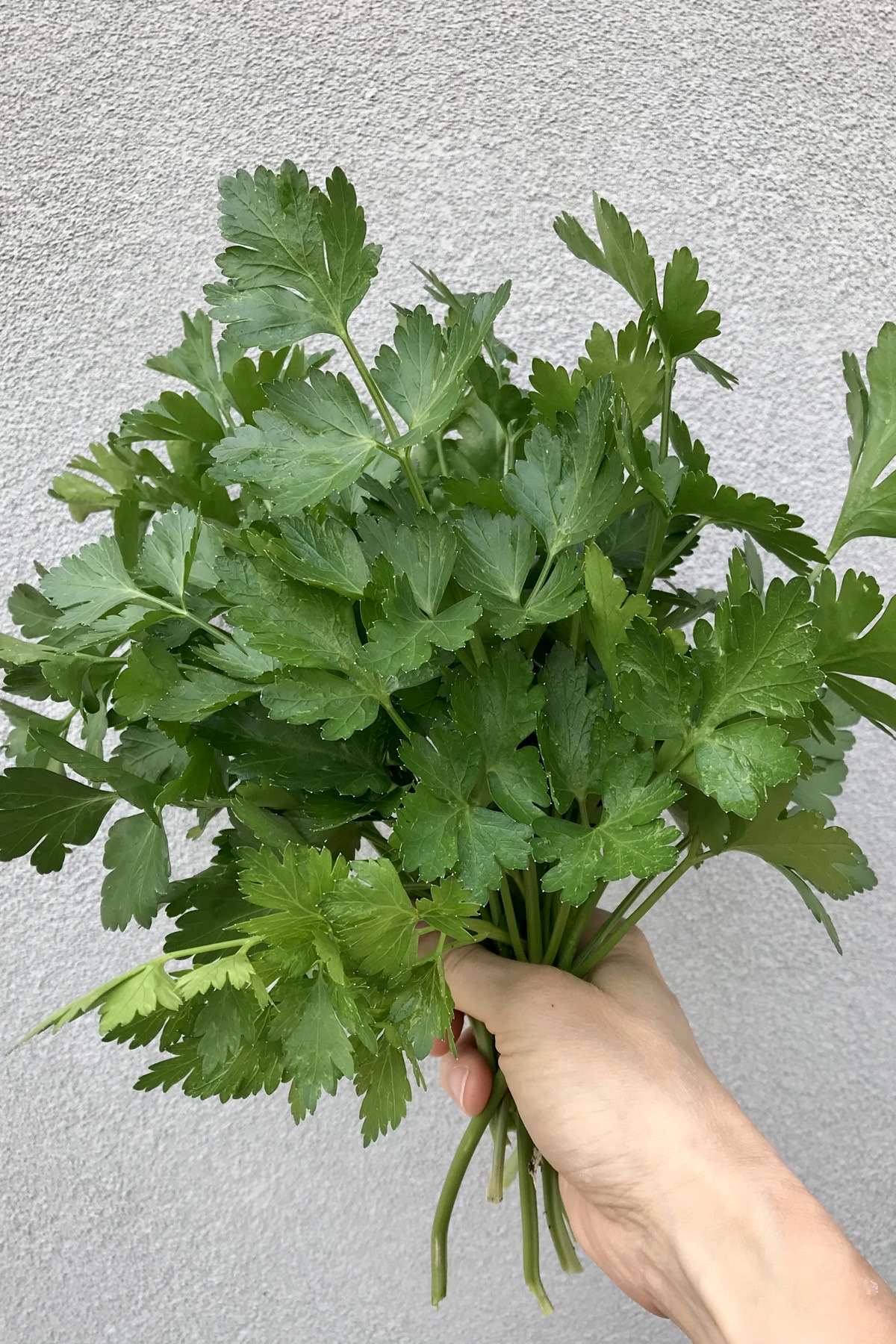 Should fresh parsley be washed before freezing?