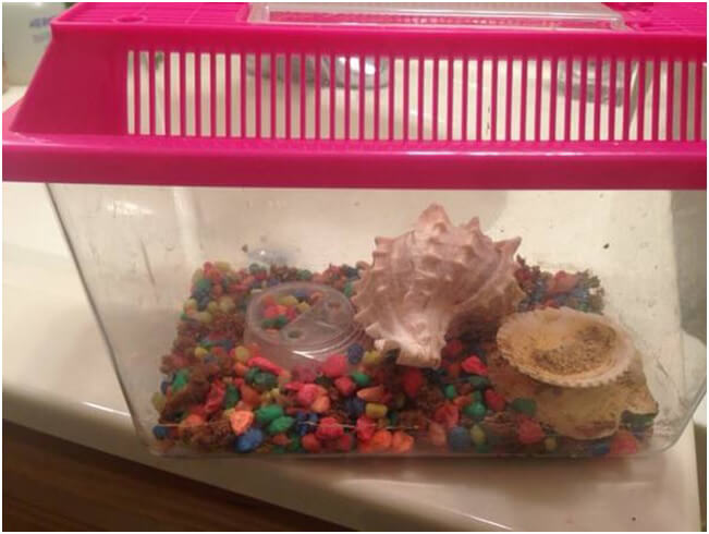 Should I buy a hermit crab?