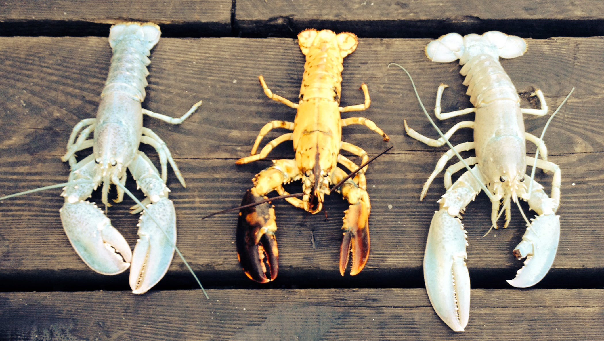 Should lobsters be white?