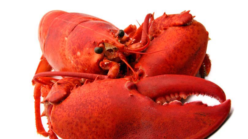 Should you buy fresh or frozen lobster?