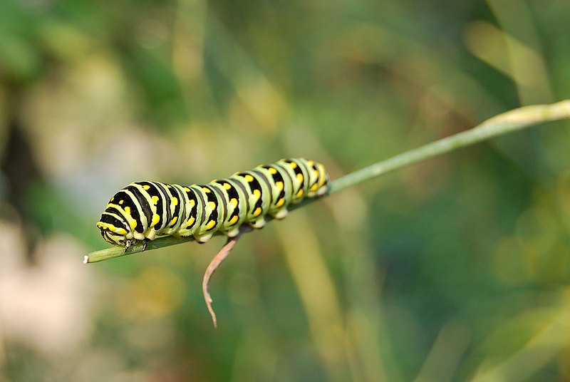 What animal eats parsley in my garden?