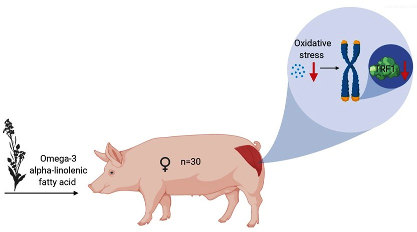 What animals have omega-3?