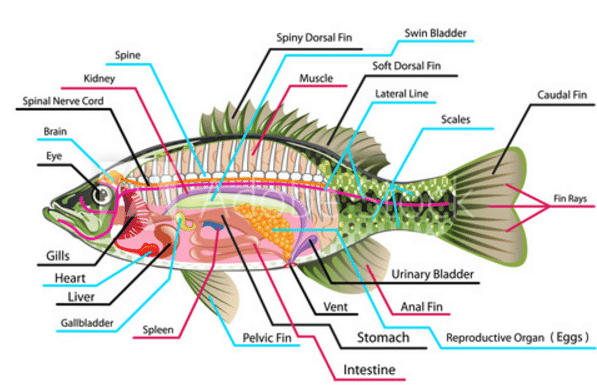 What are 10 interesting facts about fish?