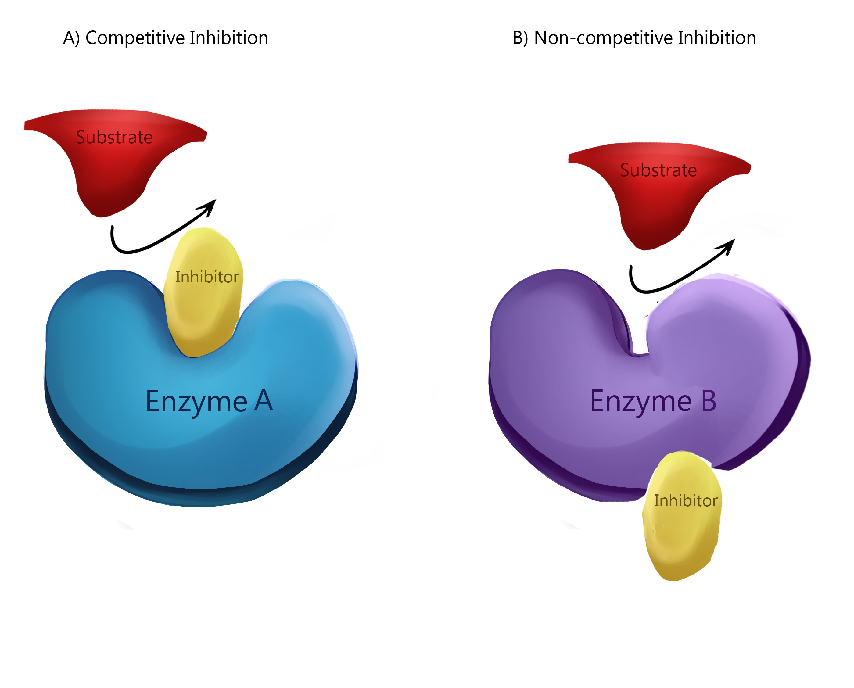 What are 3 ways an enzyme can be inhibited?