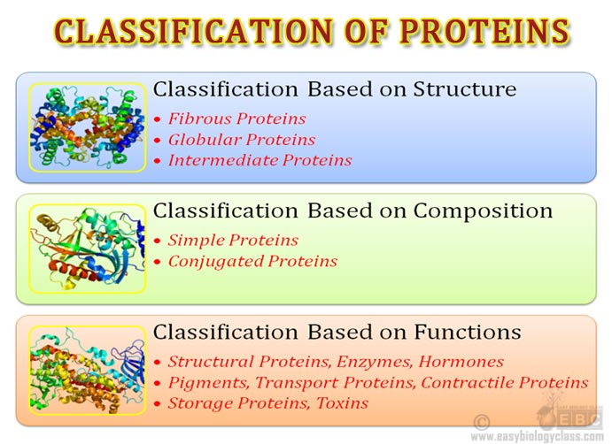 What are 4 major categories of proteins and what do they do?