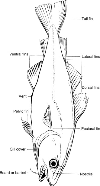 What are characteristics of demersal fishes?