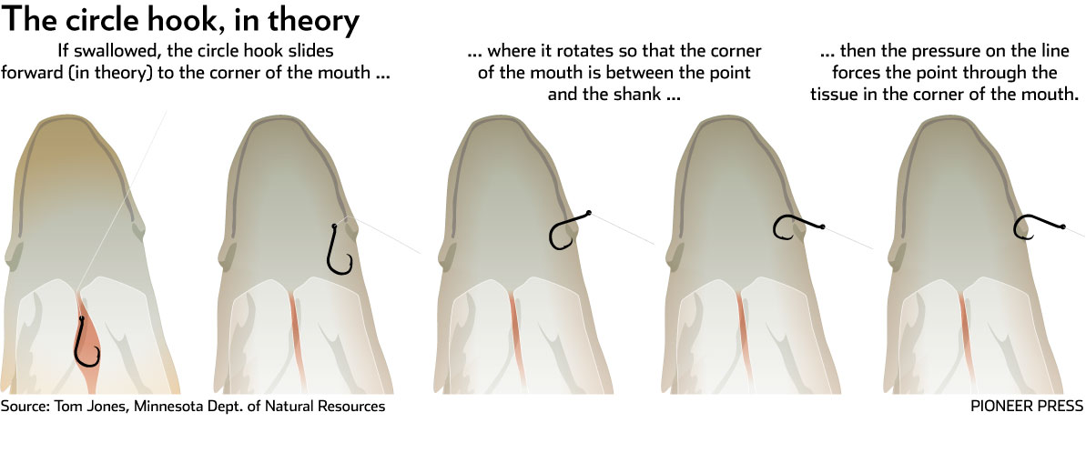 What are circle hooks best for?