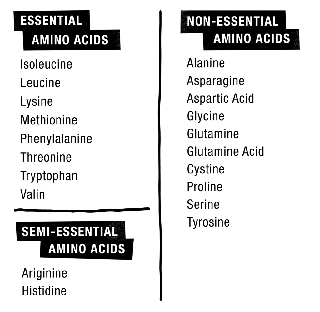 What are essential amino acids and do we really need them?