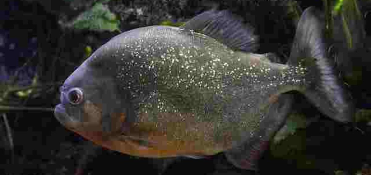 What are fish that eat other fish called?