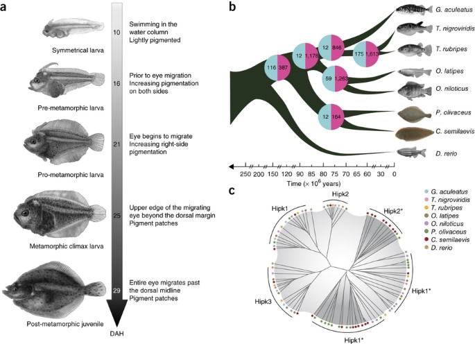 What are Flounder’s real relatives?