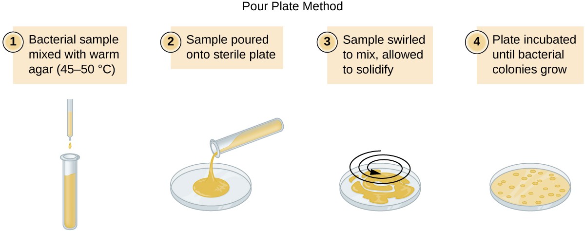 What are four steps in growing bacteria?