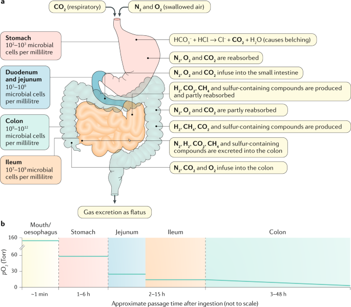 What are intestinal gases?