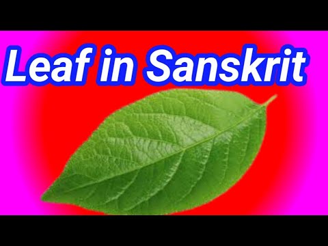 What are leaves called in Sanskrit?