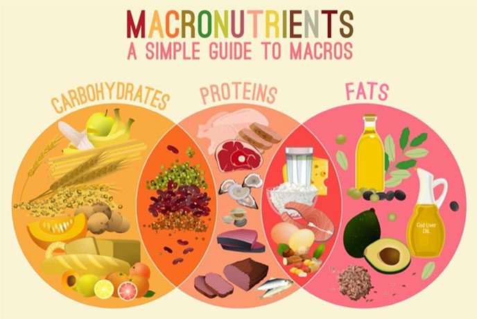 What are macronutrients?