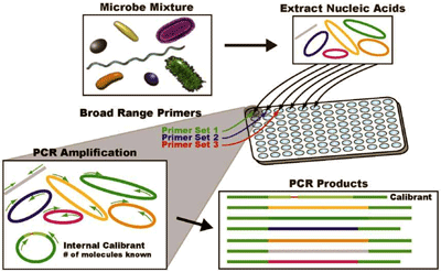 What are methods used to identify bacteria?