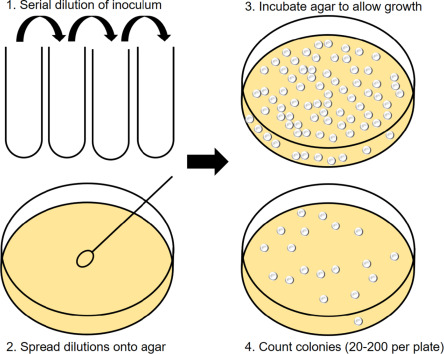 What are microbiological cultures used for growing microbes?
