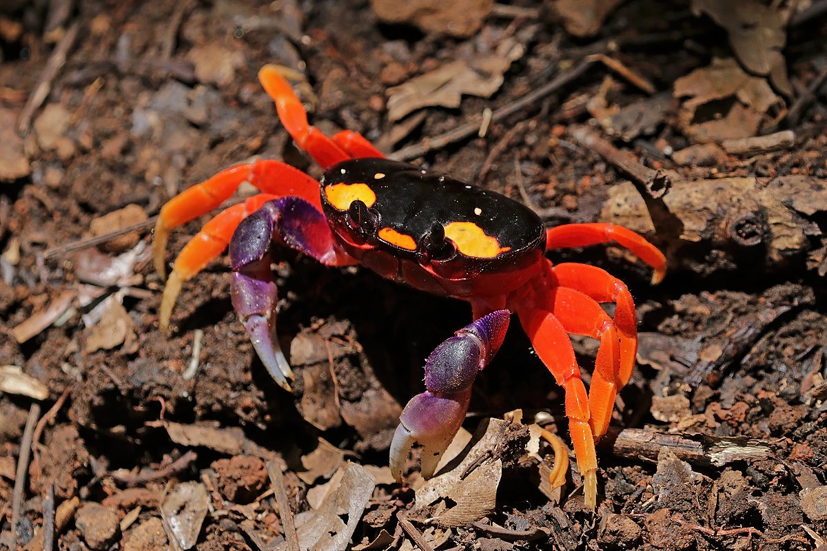 What are orange crabs?