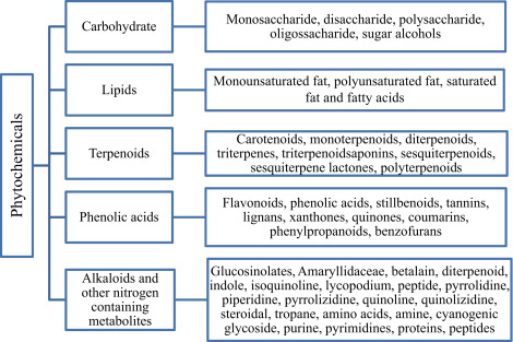 What are phytochemicals and examples?