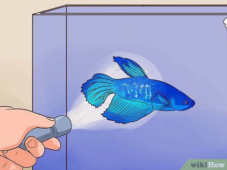 What are signs that a betta fish is dying?
