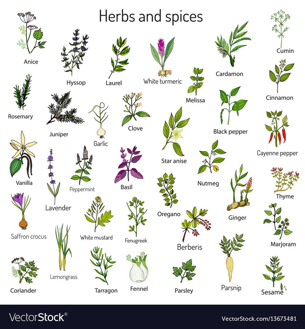 What are some culinary herbs and spices?