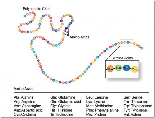 What are the 4 functions of amino acids?