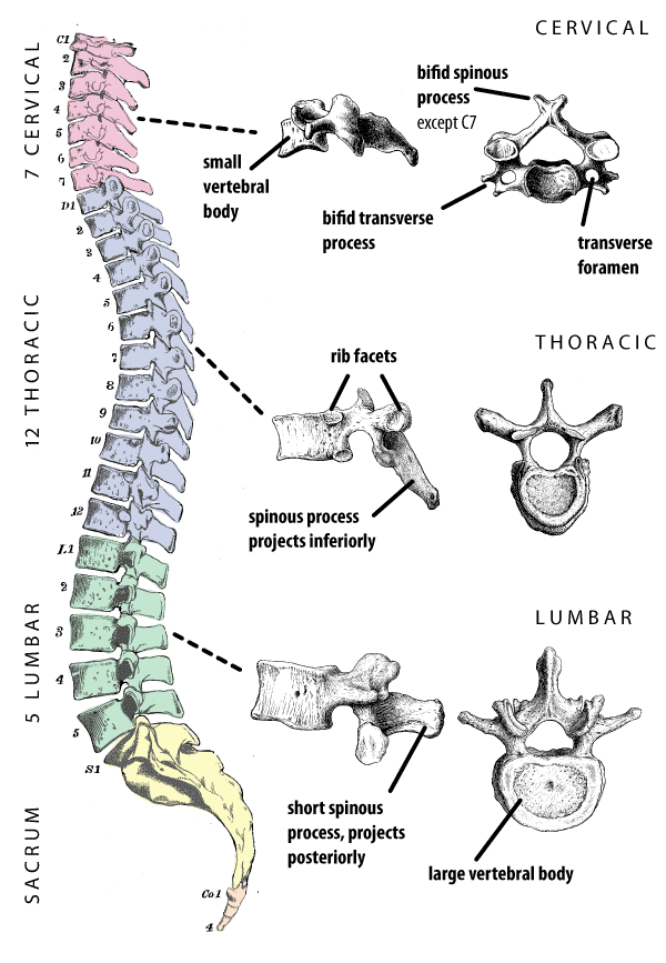 What are the 5 types of vertebrae?
