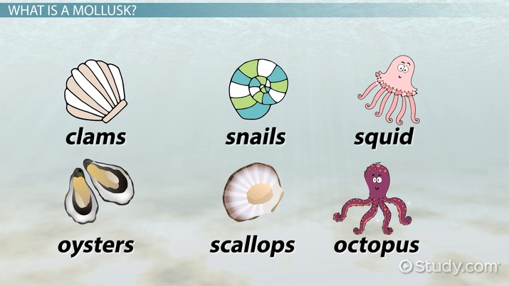 What are the 6 molluscs?