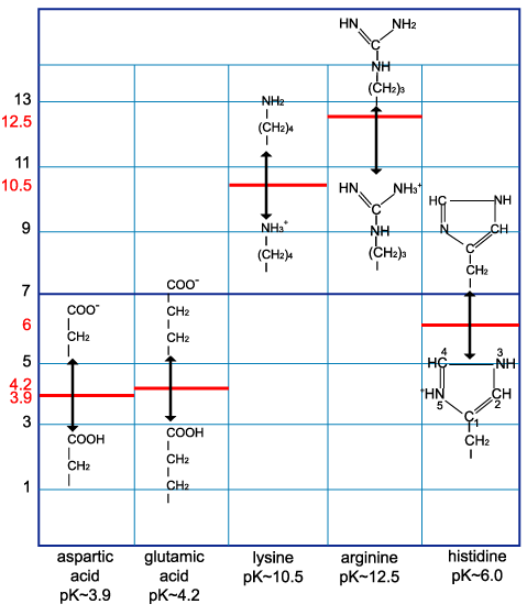 What are the 7 amino acids?