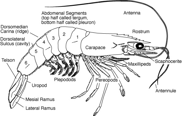 What are the antenna on shrimp for?