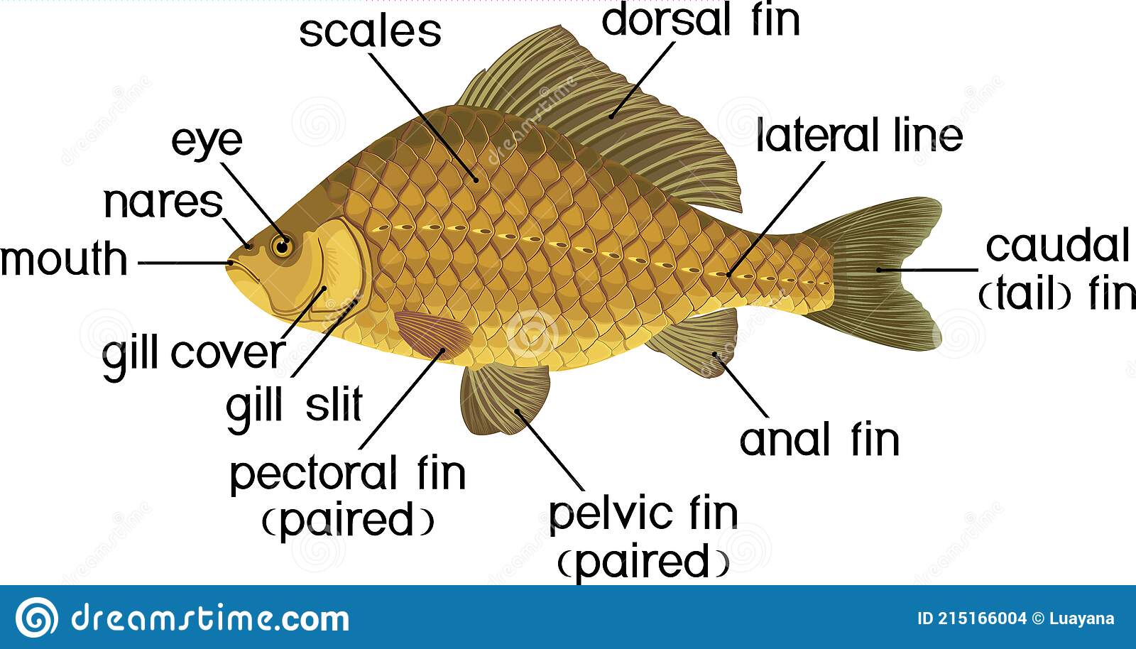 What are the external features of fish?