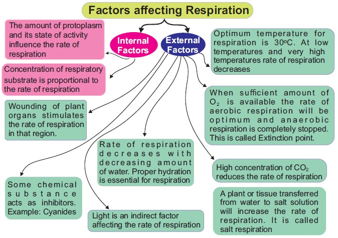 What are the factors that affect respiration in plants?