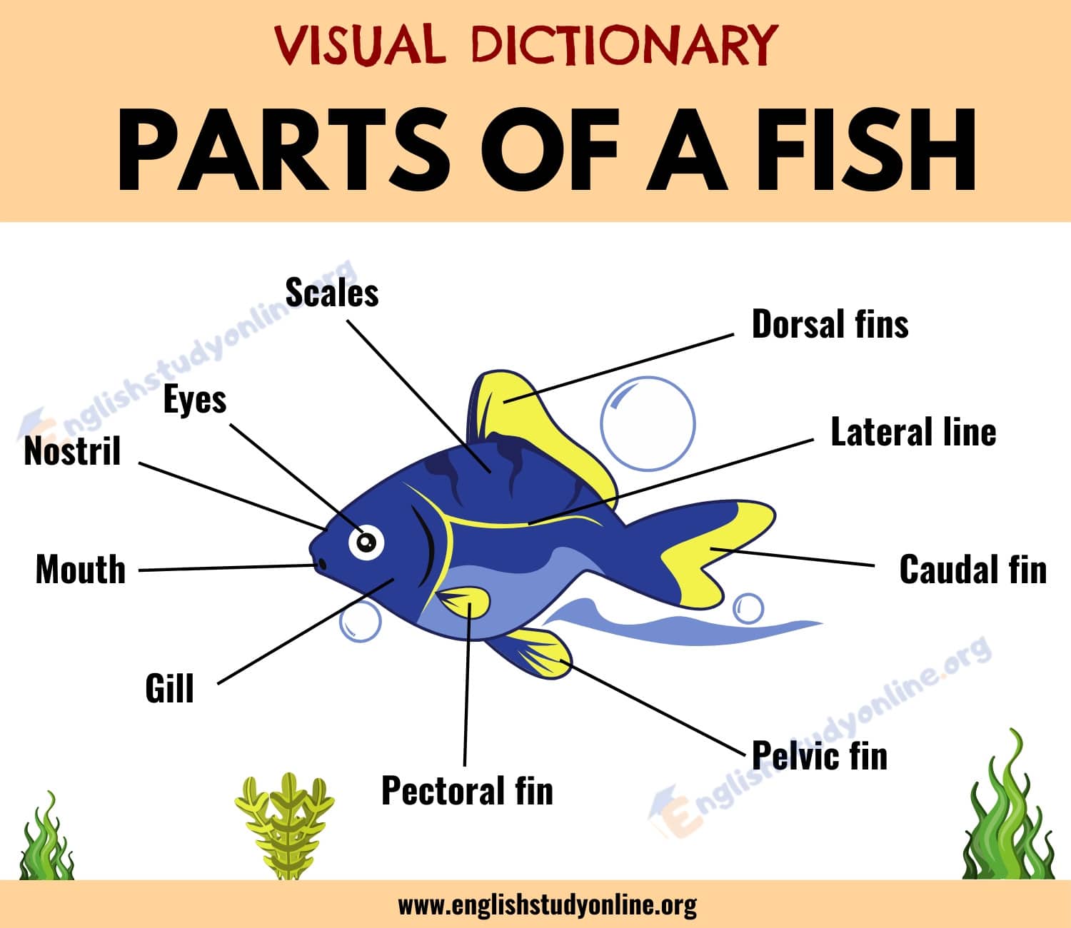 What are the functions of the parts of a fish?