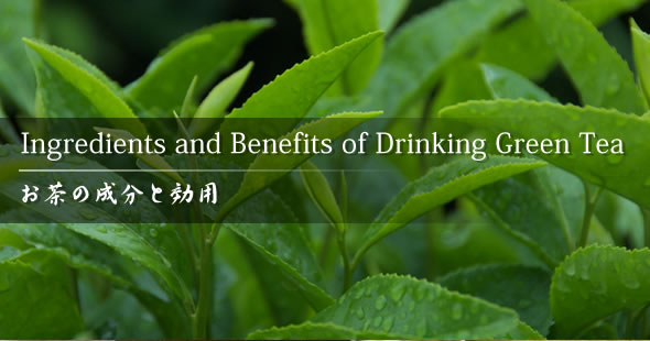 What are the ingredients in Japanese green tea?