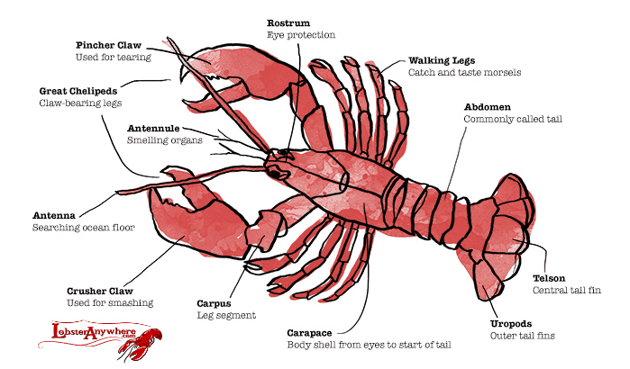 What are the innards of a lobster called?