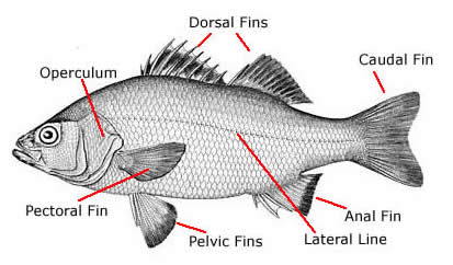 What are the main features of bony fish?