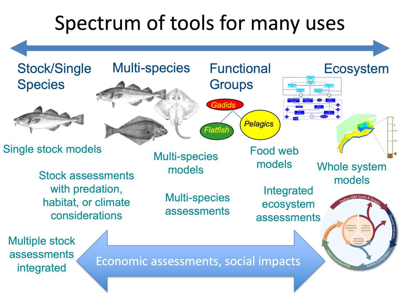 What are the models in fish management?