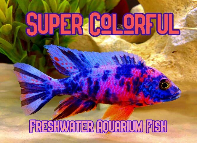 What are the most colorful fish for a freshwater tank?