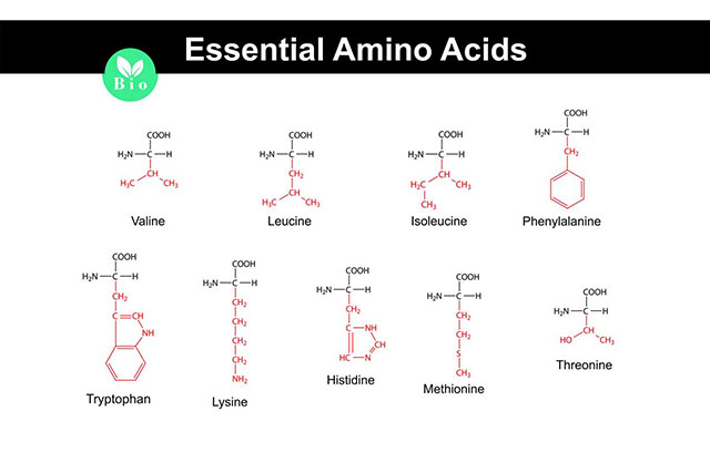 What are the nine essential amino acids?